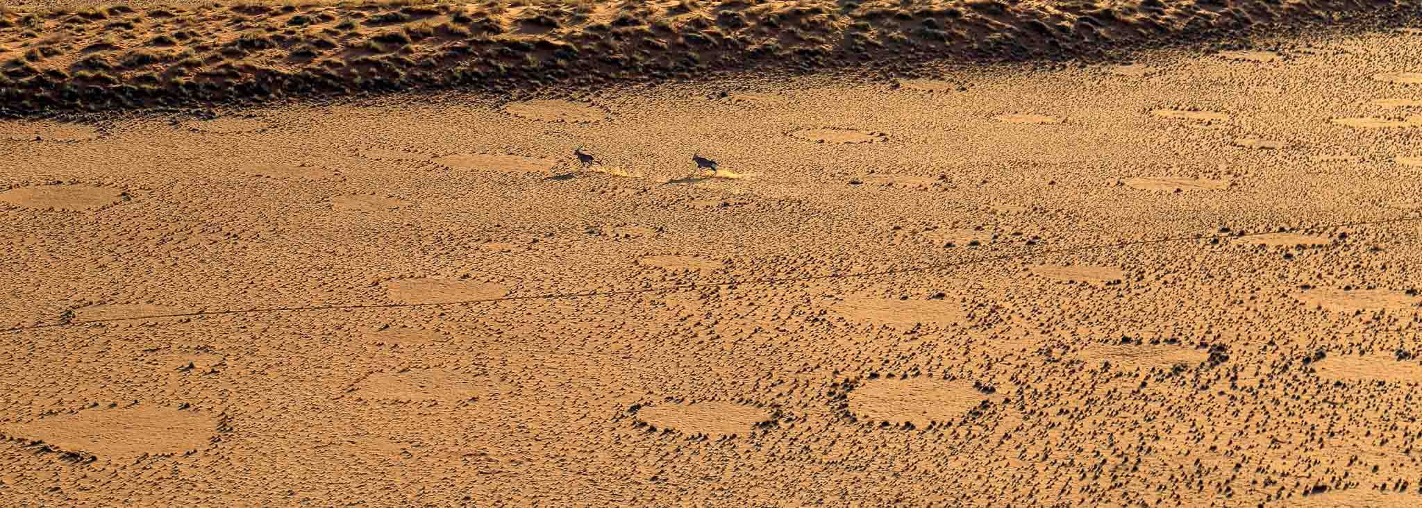 What is the secret of the mysterious Fairy Circles in Namibia ...