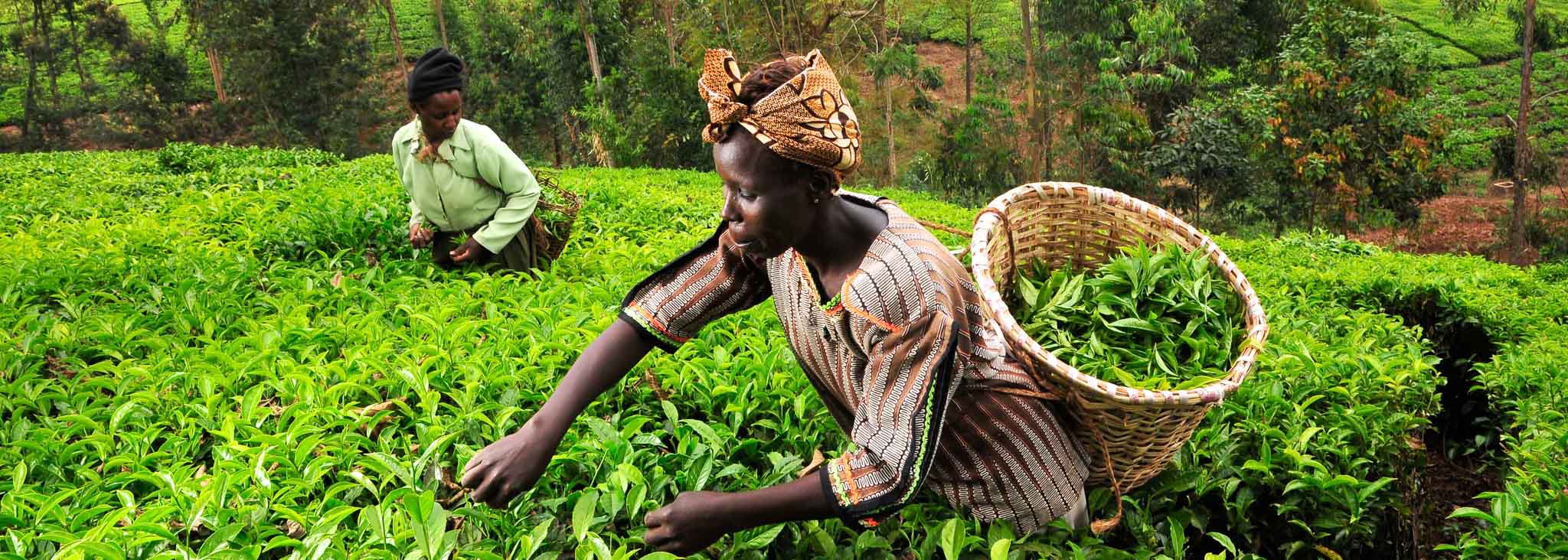 Limuru tea and coffee paradise: these are the most beautiful ...