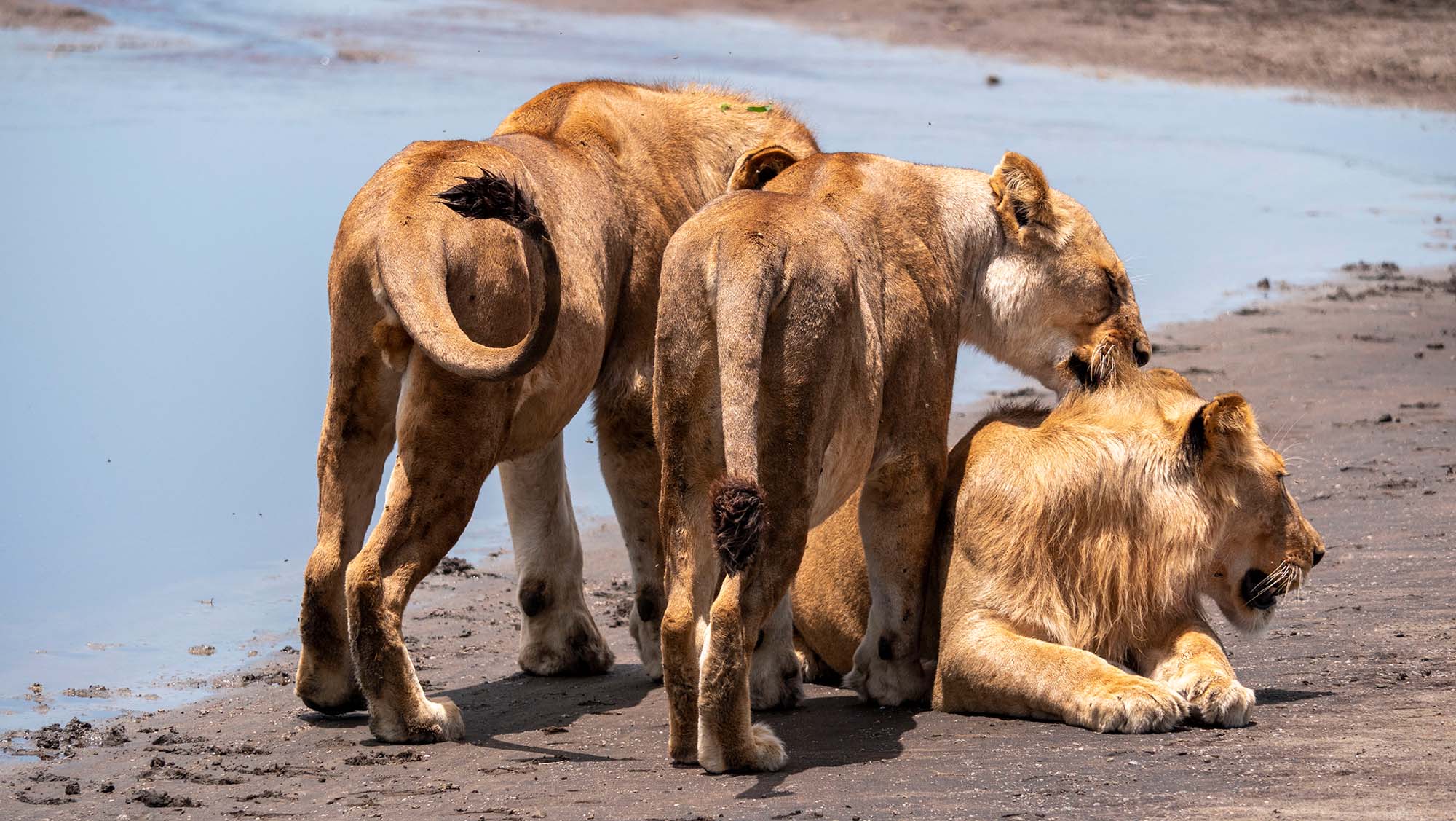 On safari in Ndutu: the nursery of the Great Migration - Explore Africa