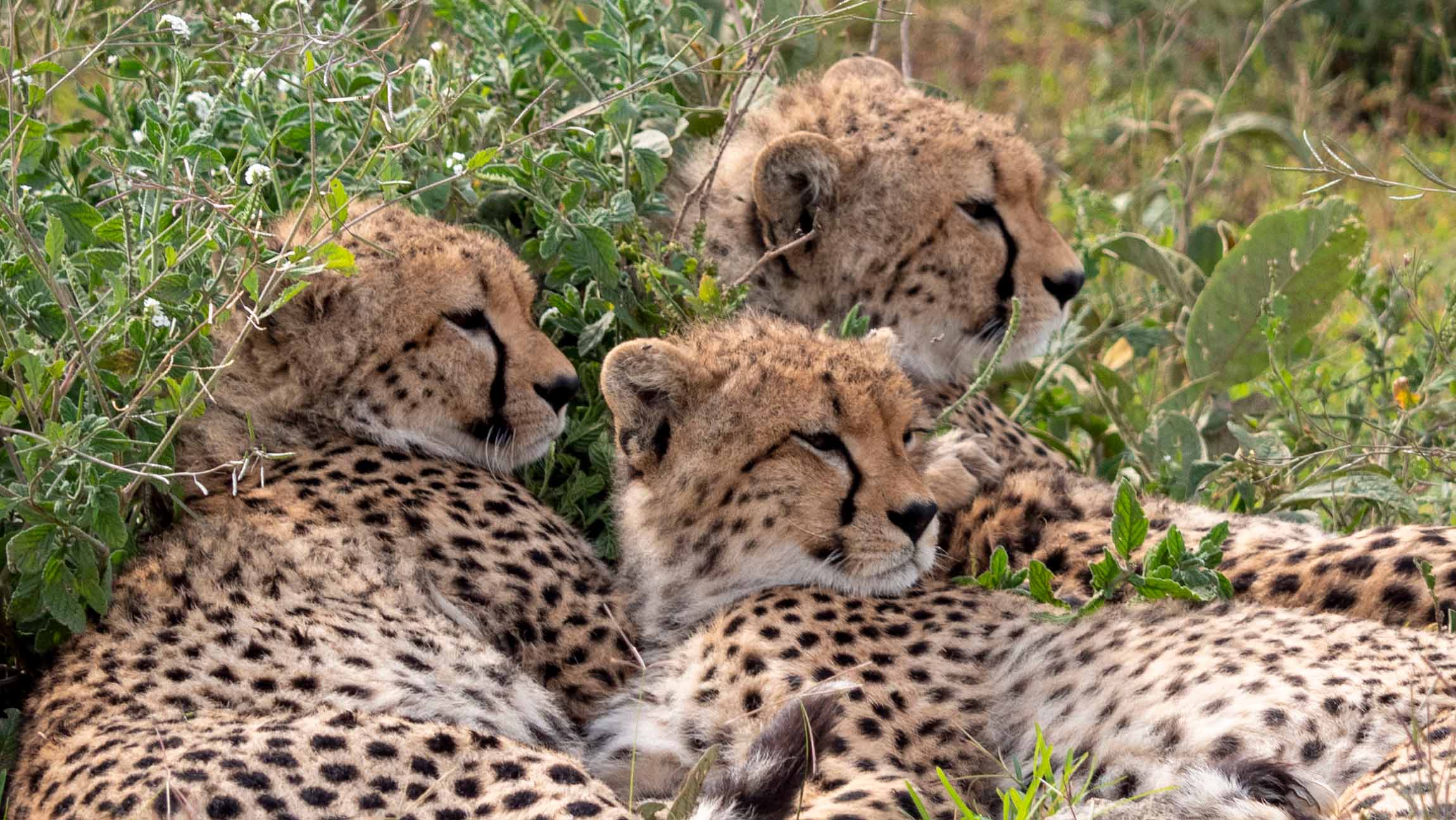 On safari in Ndutu: the nursery of the Great Migration - Explore Africa