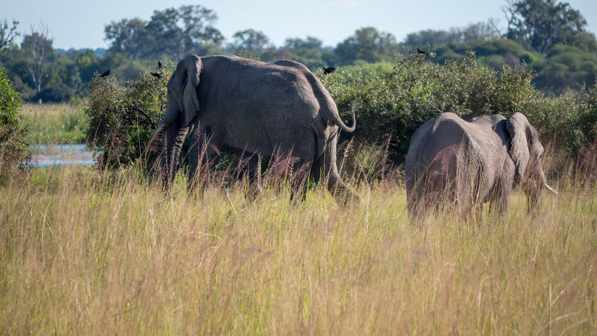 A visit to "the most underrated part of Namibia”: the Kavango region ...